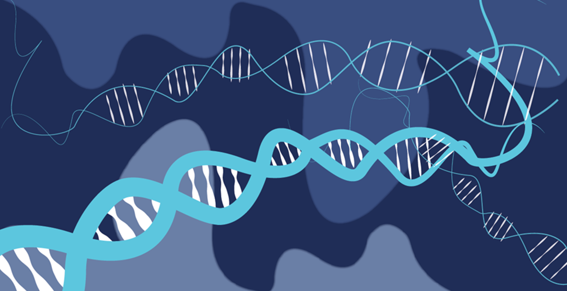3D Folding of the Genome: A Theoretical Model Unveils the Mechanism of ...