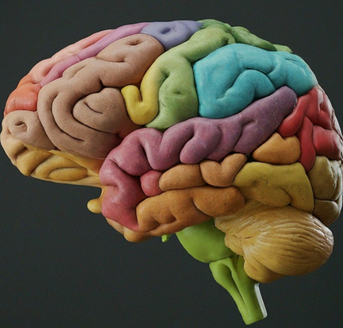 Exploring the Intricacies of Brain Cells: The Vital Importance of ...