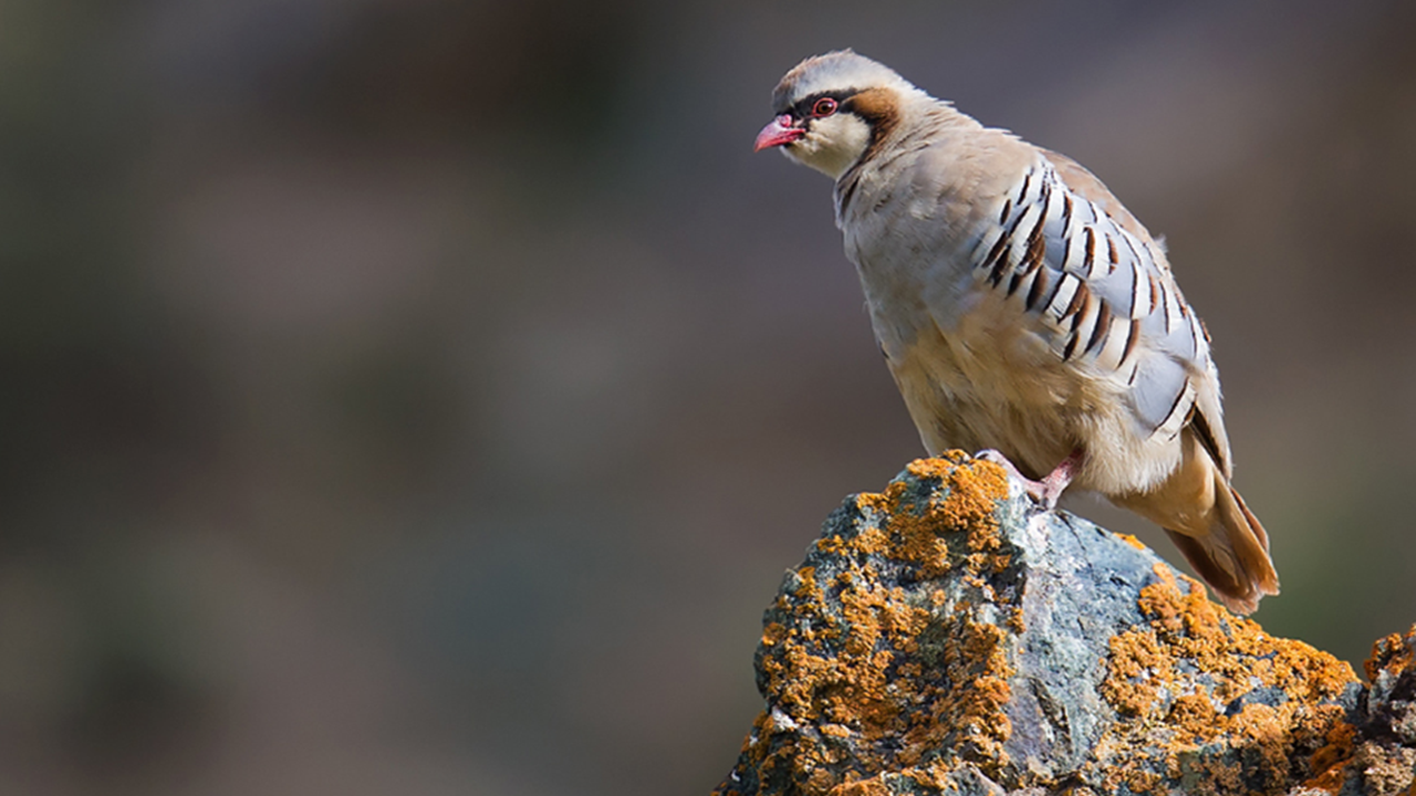 Unveiling the Genetic Blueprint of Przevalski’s partridge – A ...