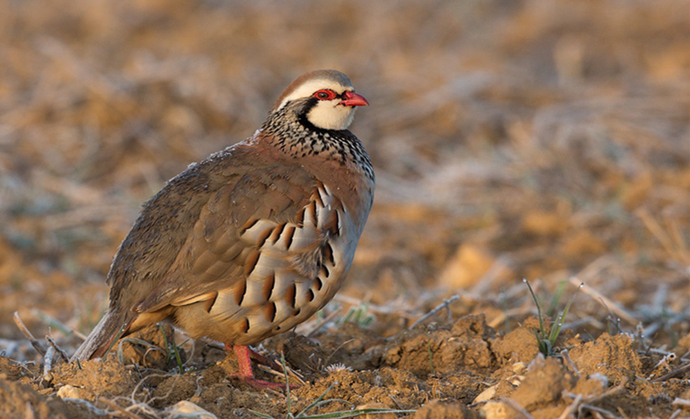Unveiling the Genetic Blueprint of Przevalski’s partridge – A ...