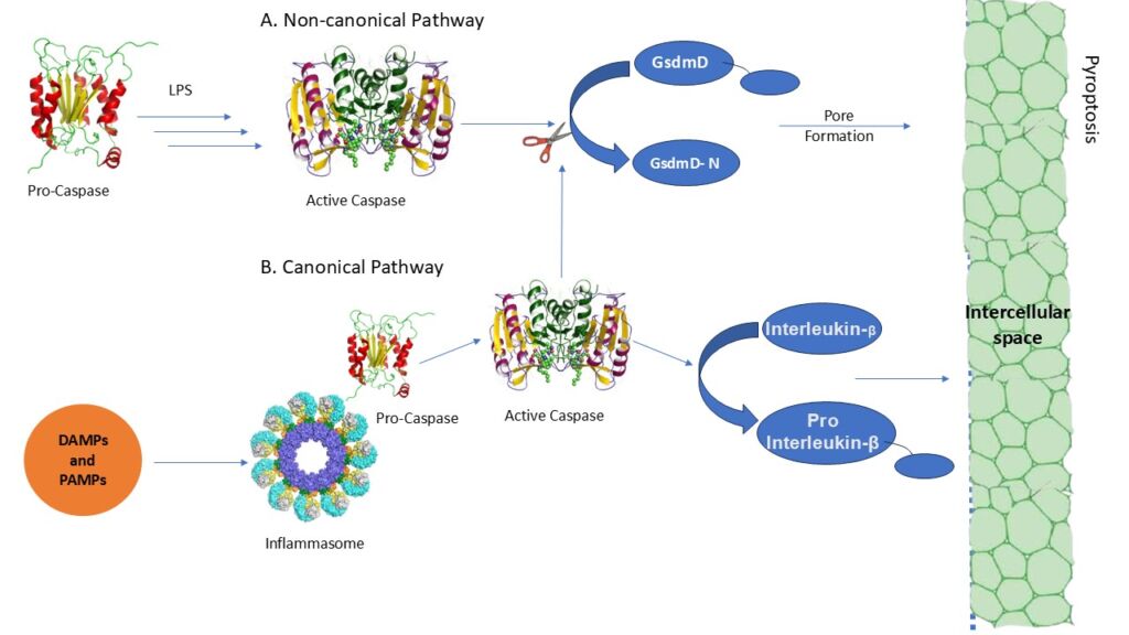 Gasdermin D: The Unsung Hero in Tissue Repair and Metabolic Crosstalk ...